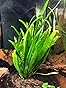 Amazon.com: Greenpro (Java Moss) Anubias, Java Fern, Moss and More ...