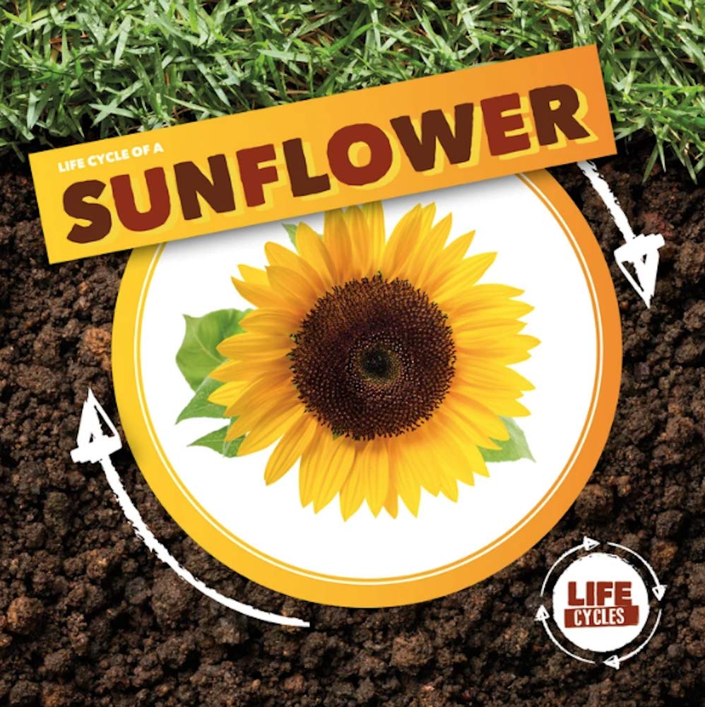 Life Cycle of a Sunflower (Life Cycles): Holmes, Kirsty: 9781839274732 ...