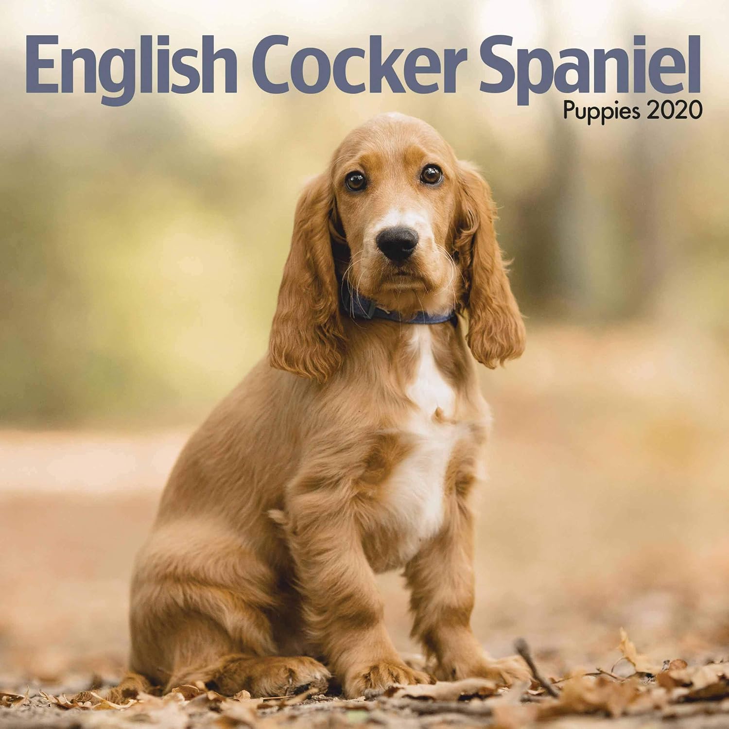 English Cocker Spaniel Puppies Mini Square Wall Calendar 202 : Amazon.in