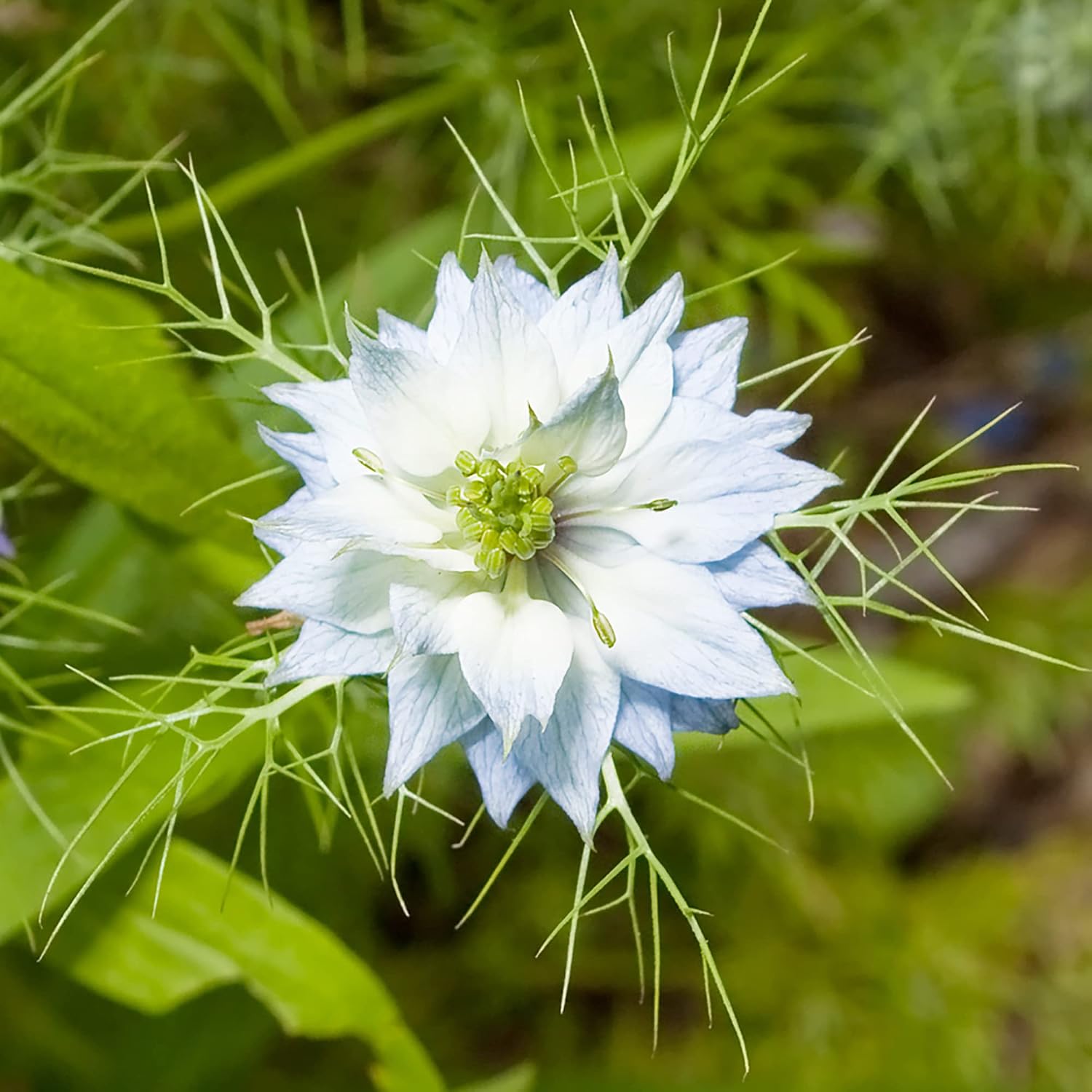 Amazon.com : Love-in-a-Mist Seeds Nigella Damascena Annual Cut Flower ...