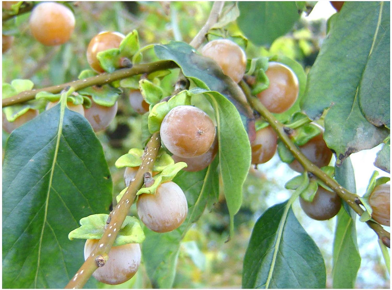 Hardy Edible Fruit, Date Plum Tree, DIOSPYROS Lotus, Sweet Fruits, 20 ...