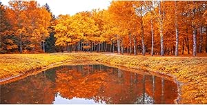 Amazon.com : YongFoto Fish Tank Background 24x12 inch Autumn Natural ...