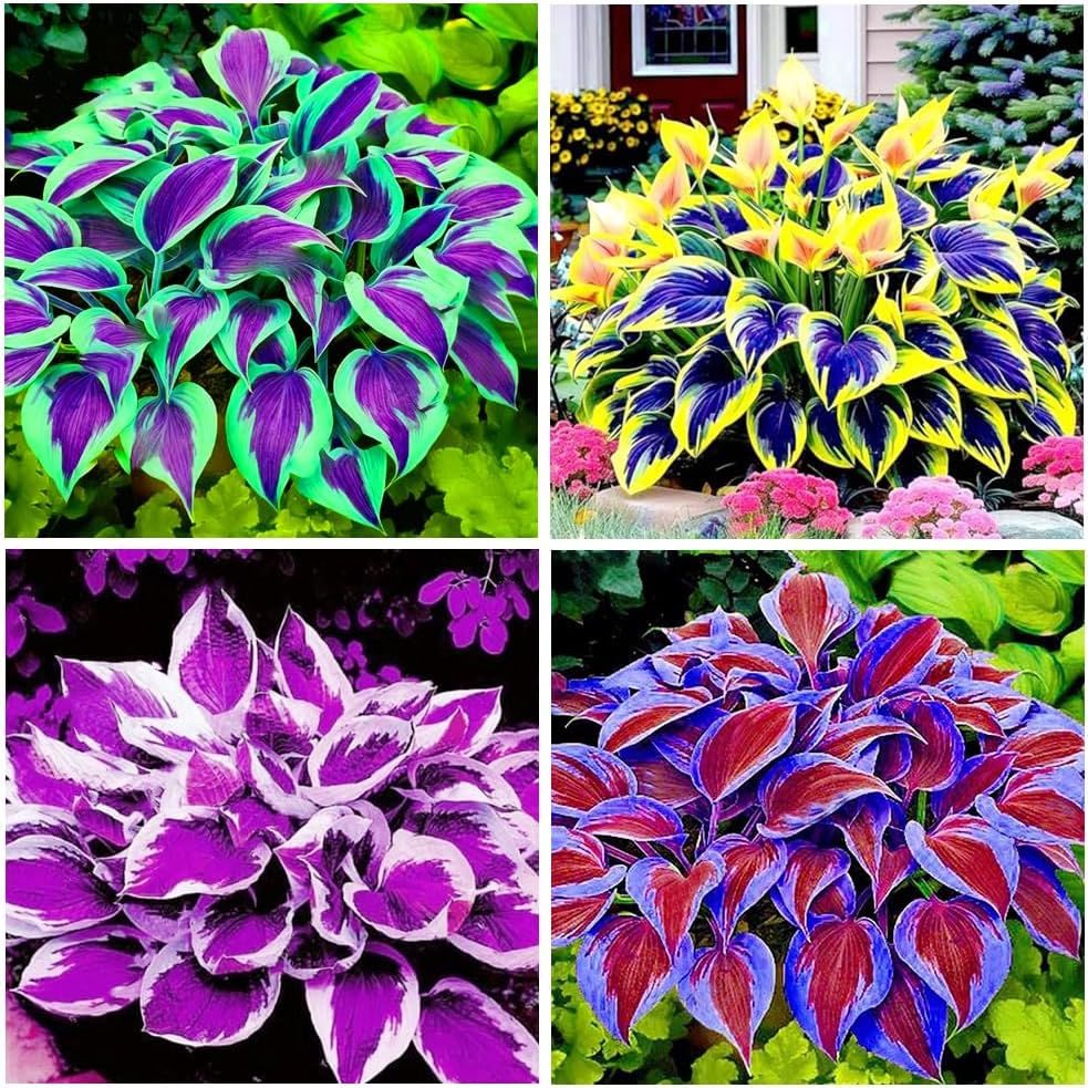 Amazon.com : 290+ USA PERMIUM Giant Hosta Seeds for Planting Indoor ...