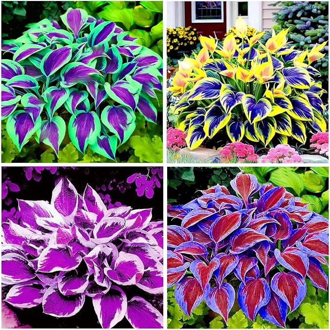 Amazon.com : 290+ USA PERMIUM Giant Hosta Seeds for Planting Indoor ...