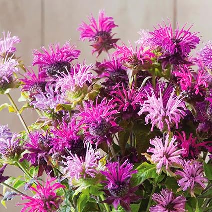 Amazon.com : Mixed Bee Balm Seeds 3000 Pcs Perennial Colorful ...