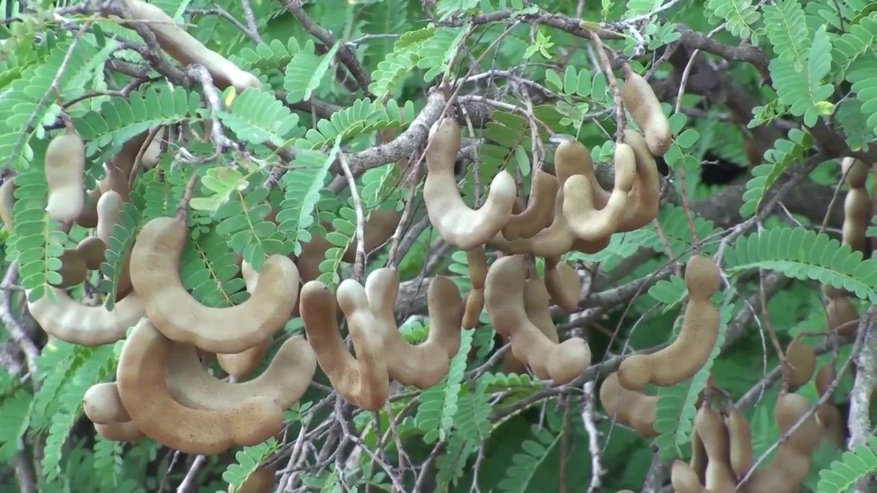 Creative Farmer Live Plant Gardens Rare"Sweet" Tamarind (Tamarindus ...