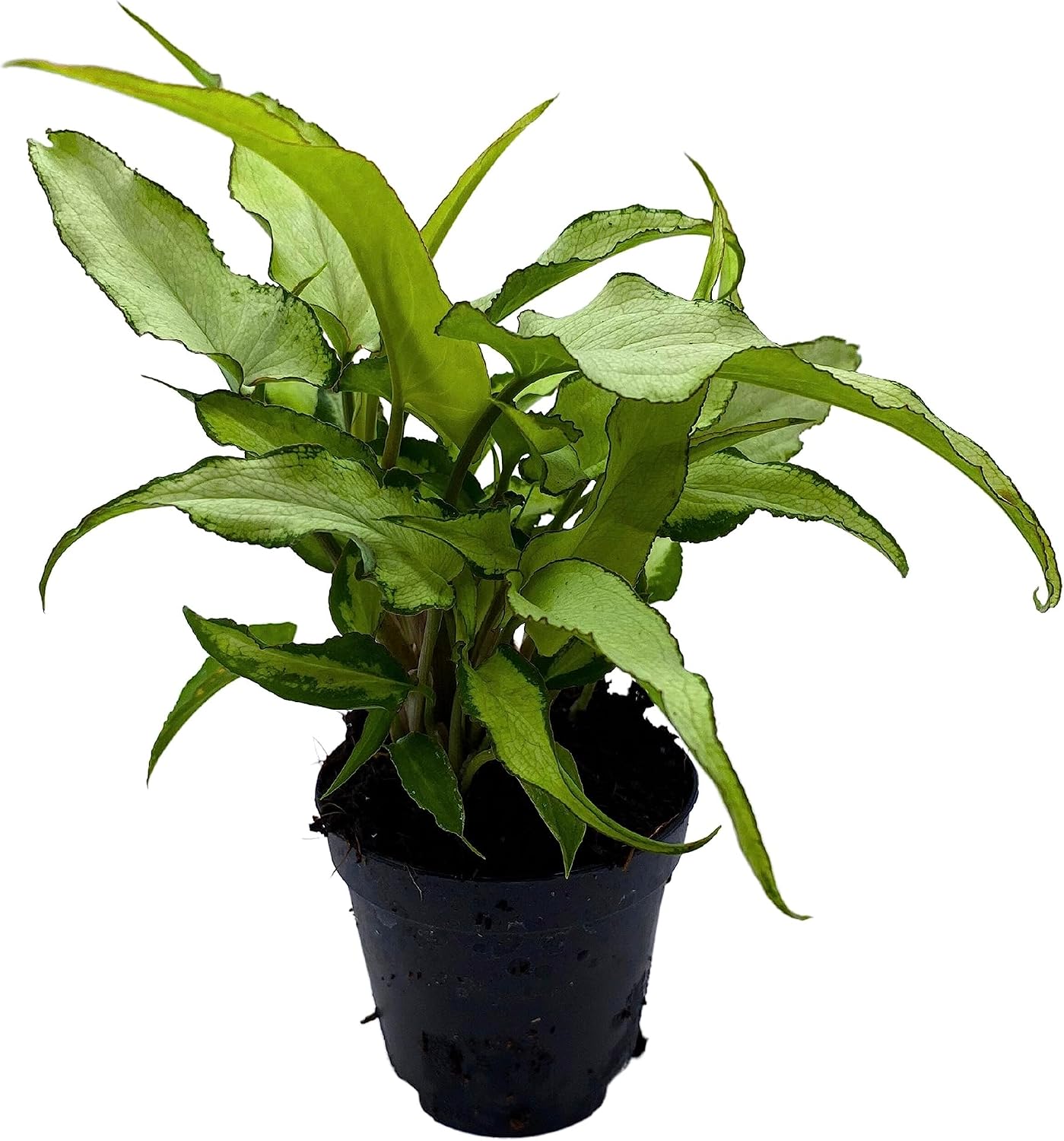 Amazon.com : BubbleBlooms Syngonium Silver Fox, in a 2 inch Pot : Patio ...