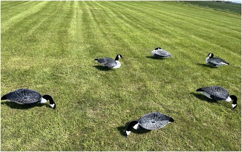 Amazon.com : Canada Goose Silhouette Decoys, Goose Decoys, 12 Packs ...