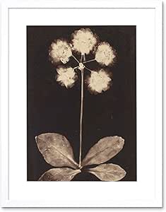 Amazon.com: VINTAGE PHOTO 19TH CENTURY BOTANICAL PHOTOGRAM PAINTING ...