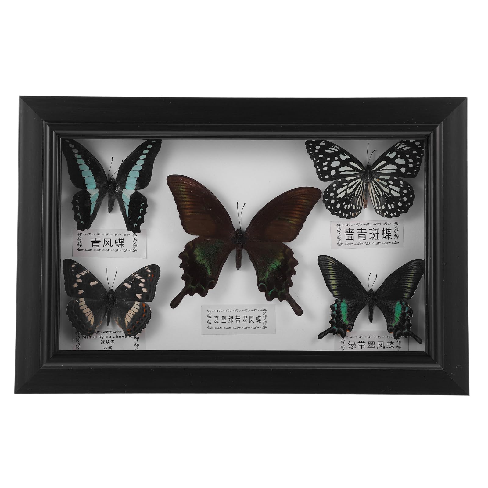 Butterfly Collections Frames Purple Butterfly Collection Real Framed