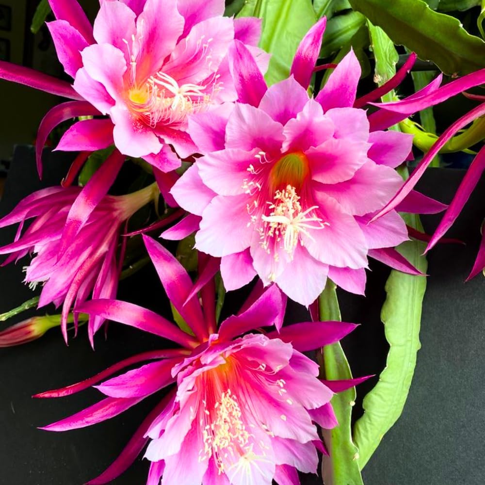 Amazon.com : 2 Pink Epiphyllum Plants, Epiphyllum Orchid Cactus Plants ...