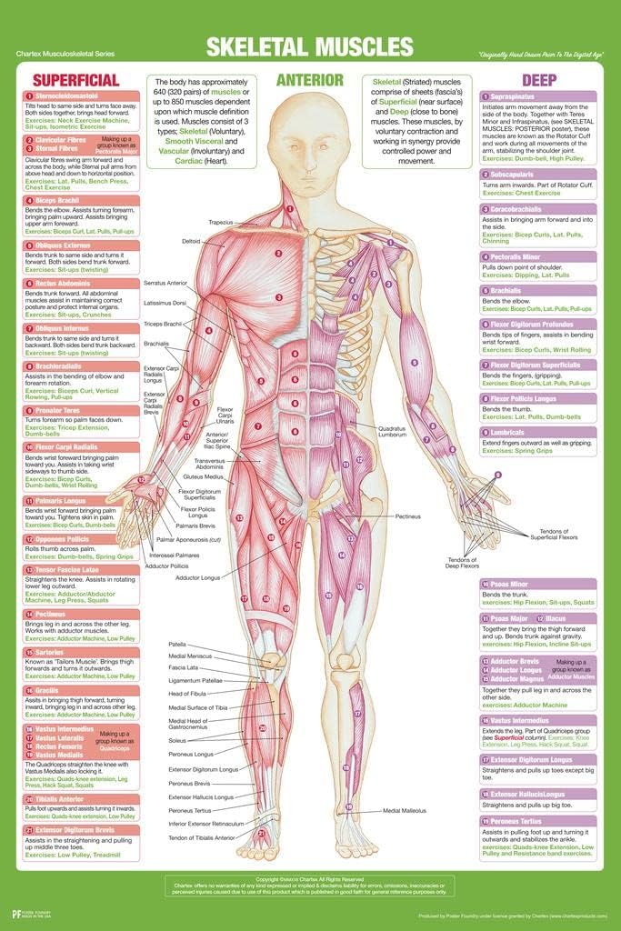 Amazon.com: Skeletal Muscle Anterior Anatomy Chart Human Body Skeleton ...