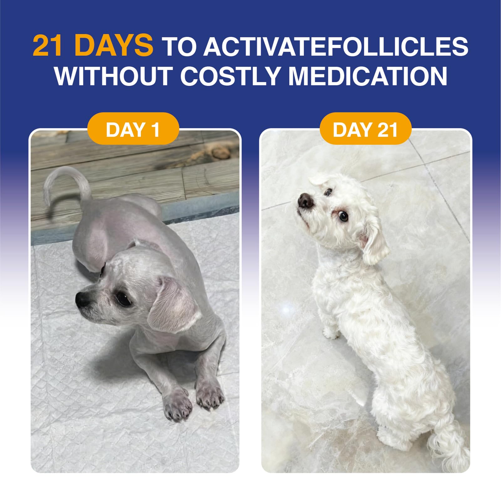 Snapklik.com : SODBOST Skin & Coat Supplement Powder For Dogs & Cats ...