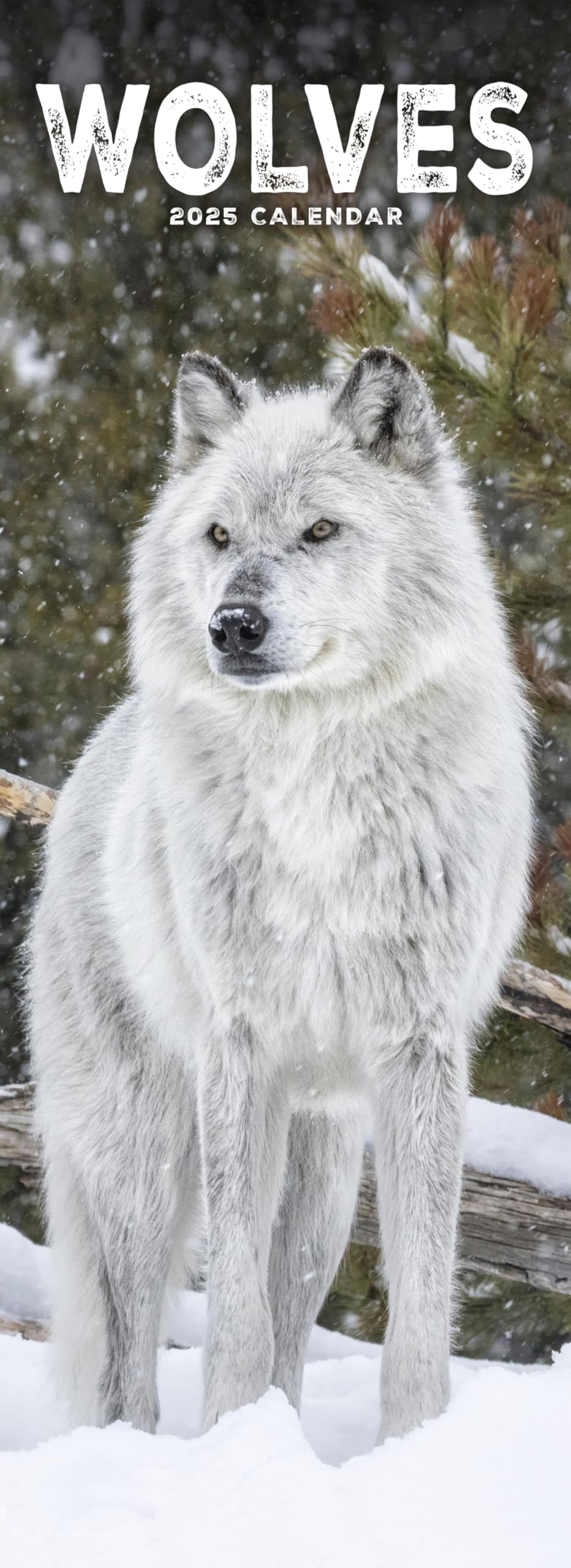 Wolves 2024 Calendar : Amazon.co.uk: Stationery & Office Supplies