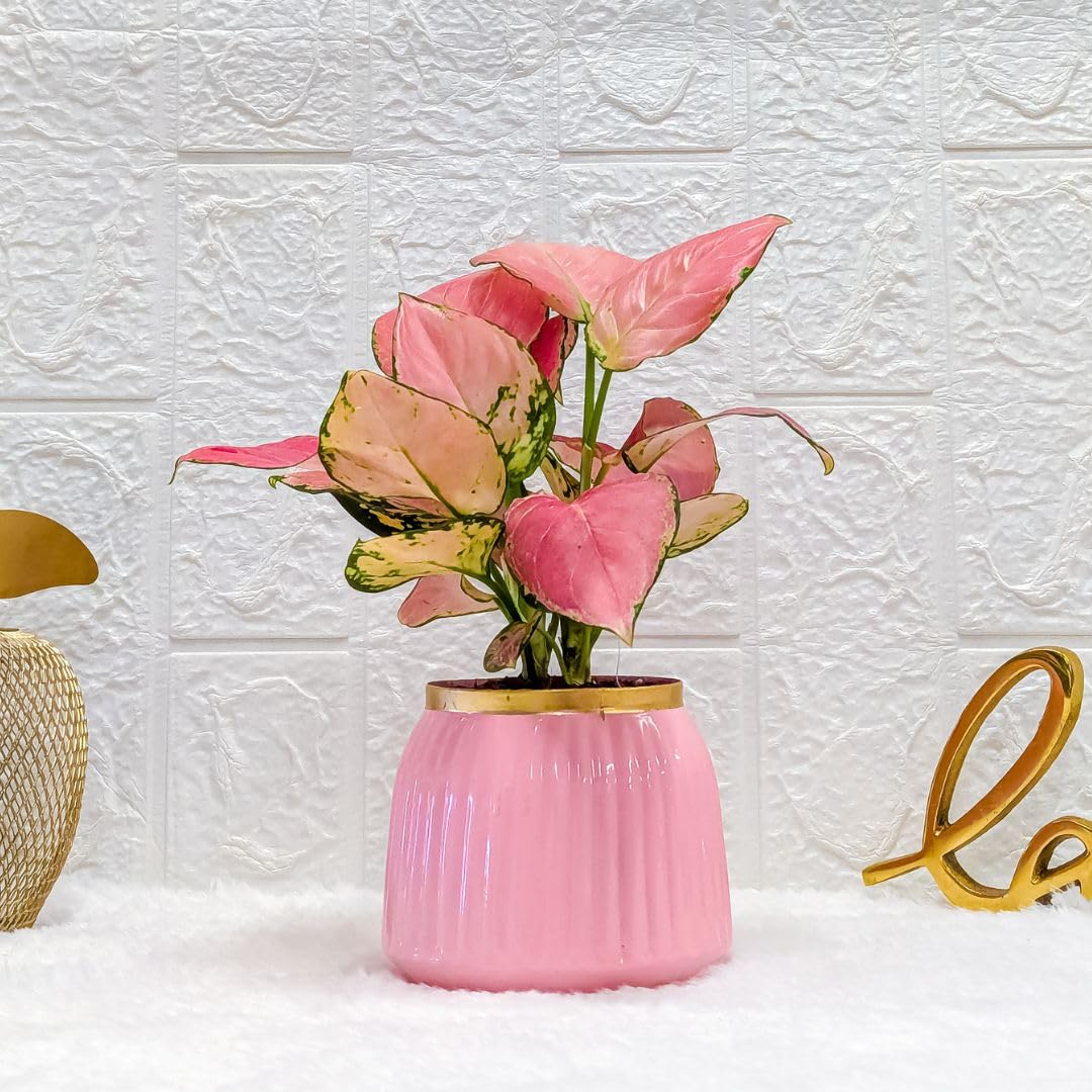 Floral Boutique Pink Aglaonema in Pink Modern Pink Plant Pots - Indoor ...