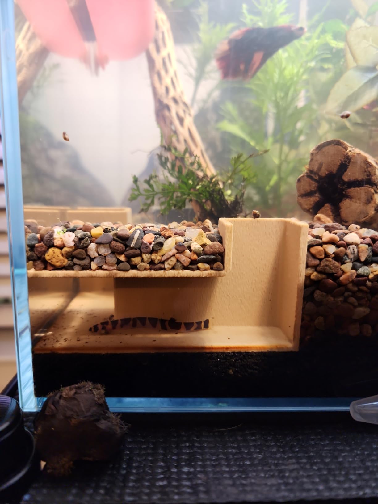 $2/mo - Finance REEFSHAPE - Aquarium Underground Tunnel | Fish & Shrimp ...