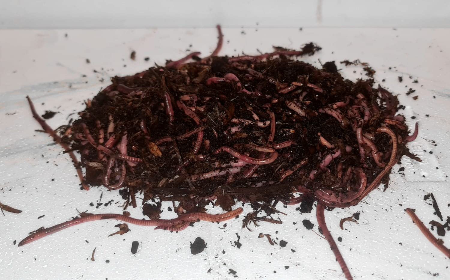 Wormi Vermi Composting Worms. These are a mix of Dendrobeana and Tiger ...