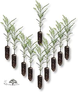 Amazon.com : Generic Coast Redwood Tree Seedling - Sequoia sempervirens ...