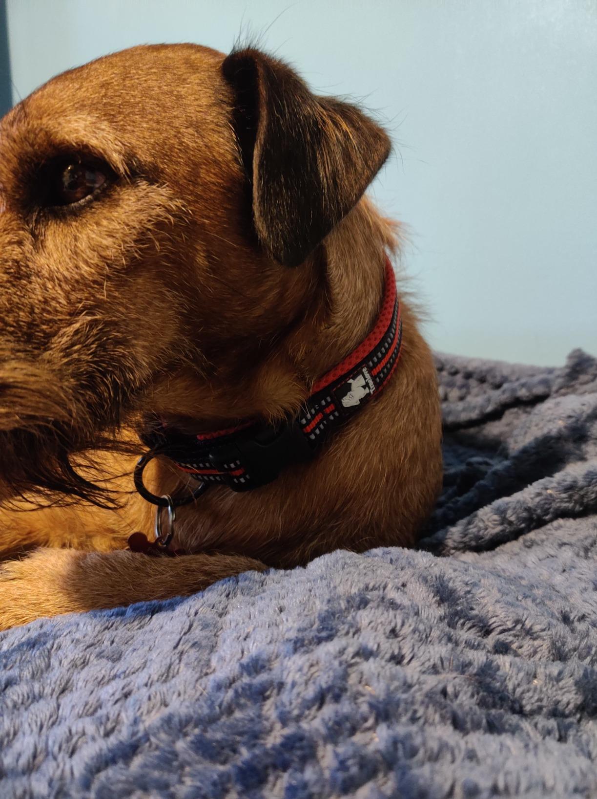 Kismaple Adjustable Pet Soft Comfy 3M Reflective Dog Collar Breathable ...