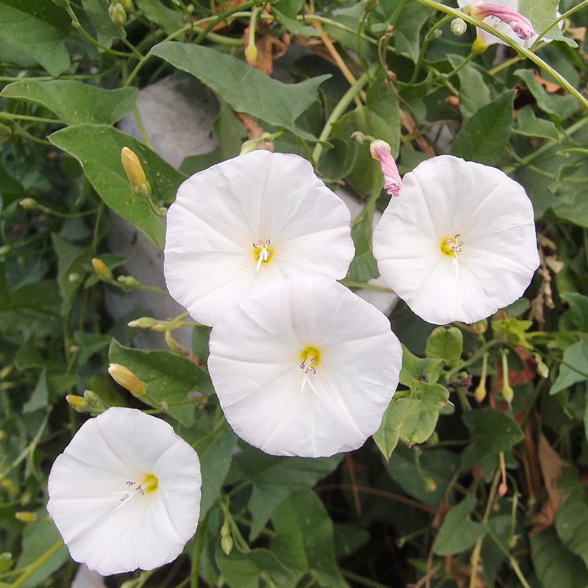 White Morning Glory Plant Buy Morning Glory Ipomoea Mixed Seeds From