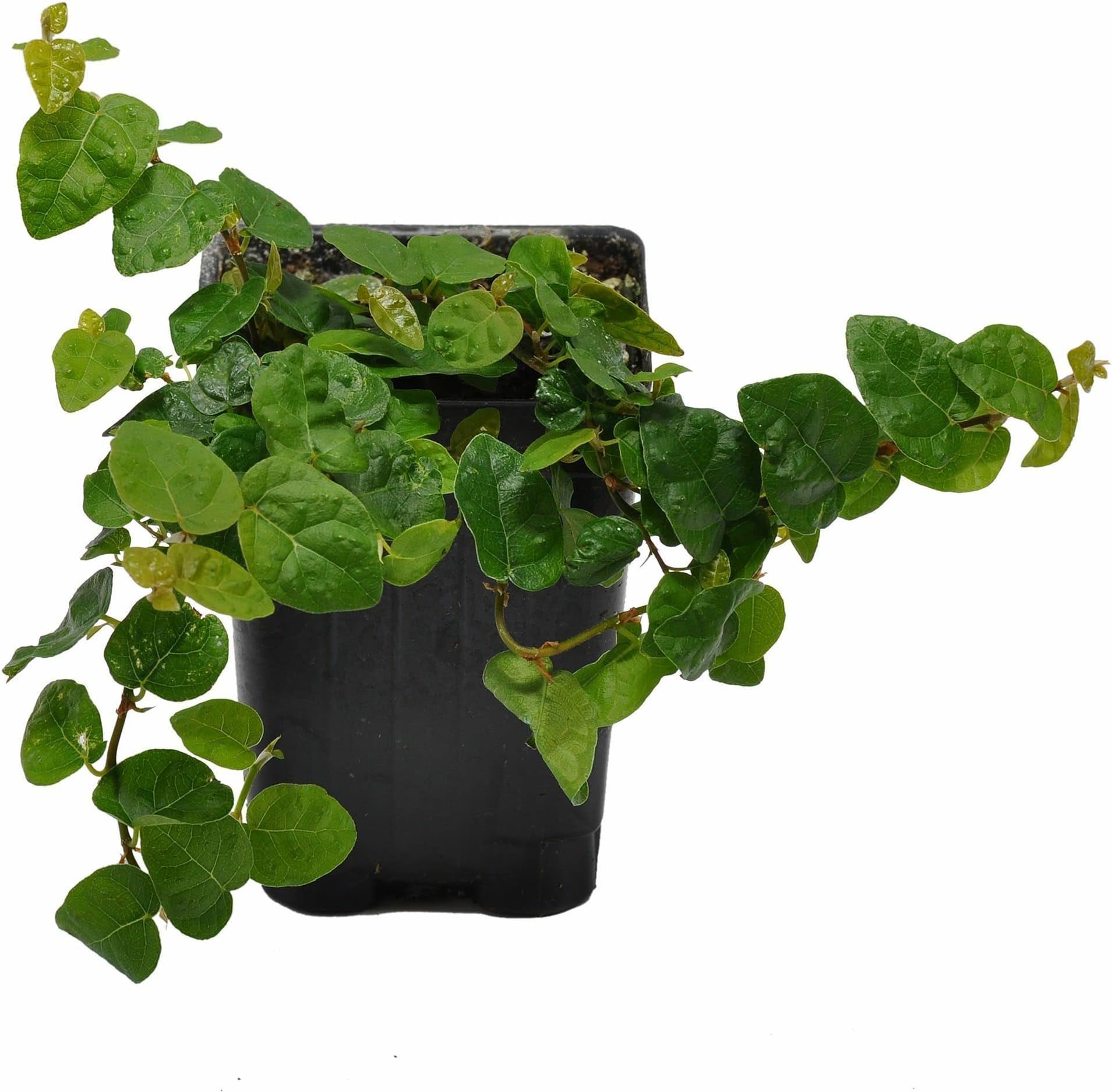 Amazon.com : Creeping Fig Plant Ficus Pumila Climbing Vine - 60 Live ...