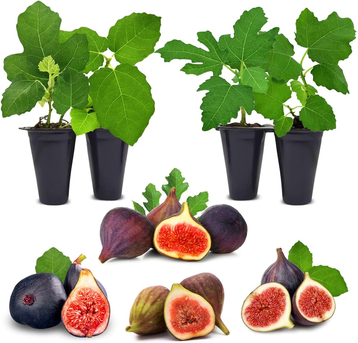 Amazon.com : Fig Tree Collection (4 Pack) Edible Fruit Plant from Our ...