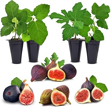 Amazon.com : Fig Tree Collection (4 Pack) Edible Fruit Plant from Our ...