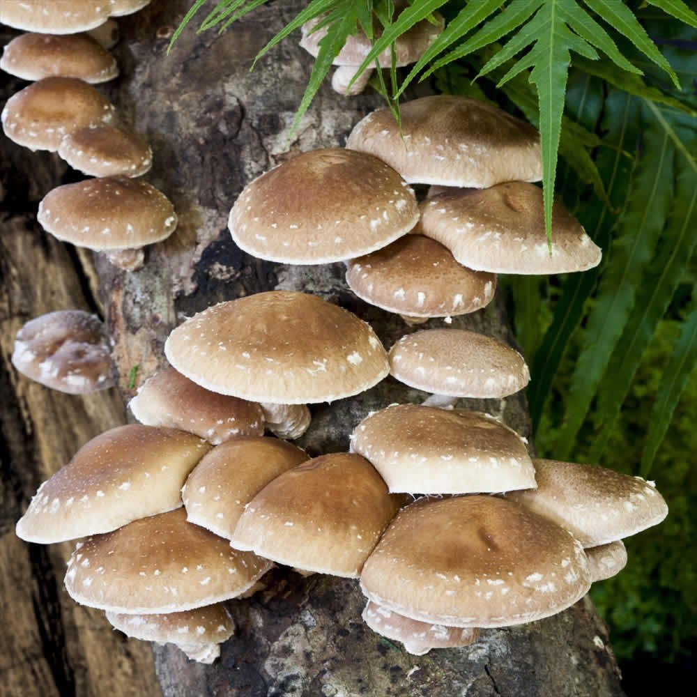 Shiitake Mushroom Mycelium Plug Spawn - 100 Contém - Cultive Cogumelos ...