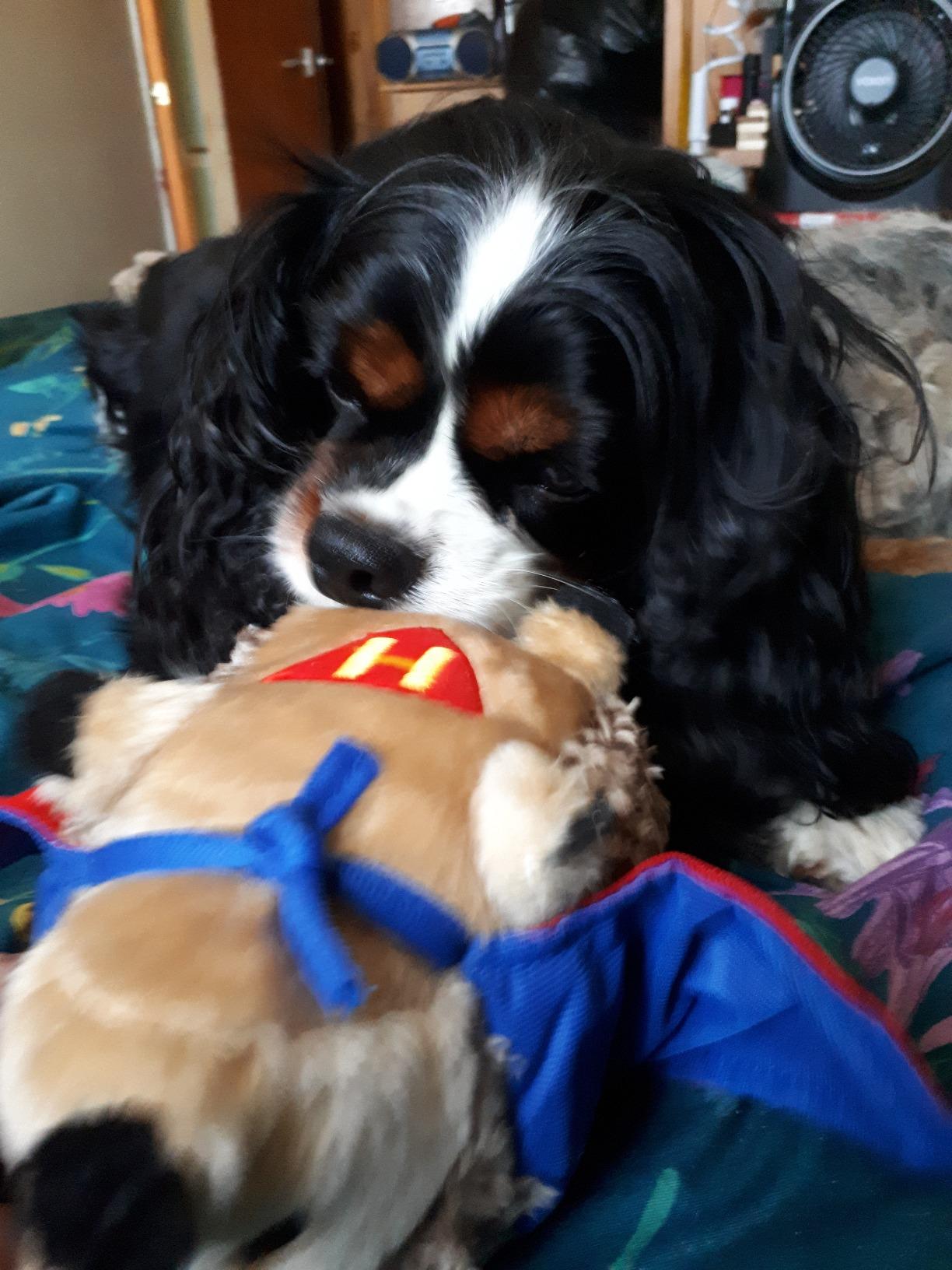 Pet Mate Heggie Super Plush Toy : Amazon.co.uk: Pet Supplies