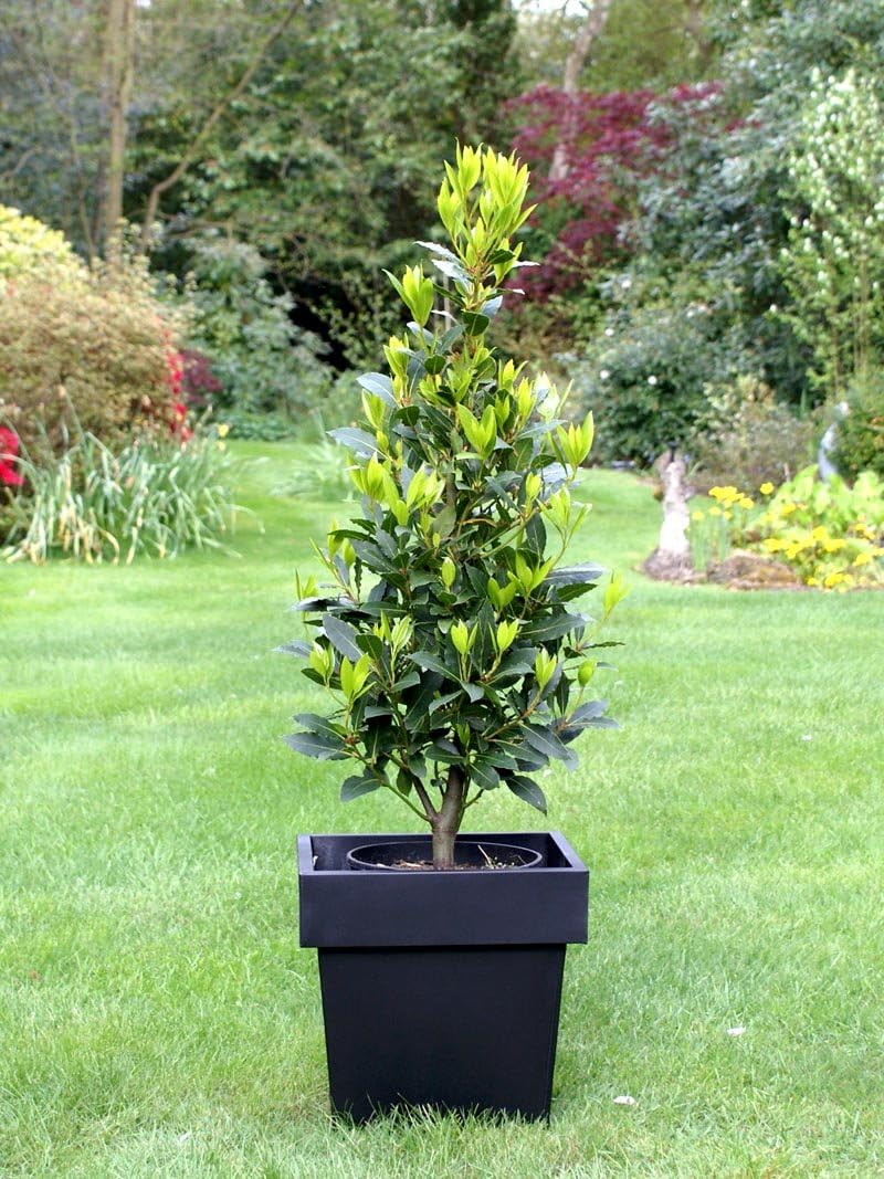 Laurus Nobilis (Bay Tree) Single Pyramid (Medium) : Amazon.co.uk: Garden