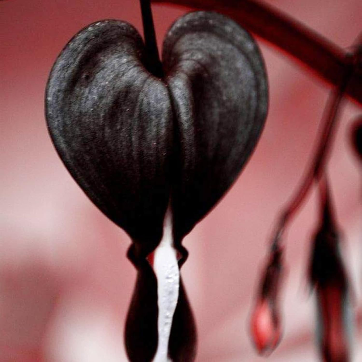 Amazon.com : QAUZUY GARDEN 10 Black Bleeding Heart Seeds Perennial ...