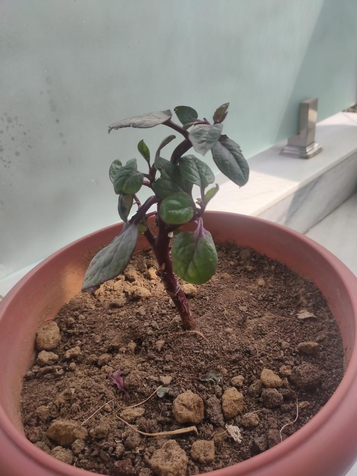Anuraj farms Giant Malabar Spinach live plant, KODI PASALAI, Poi Ka ...