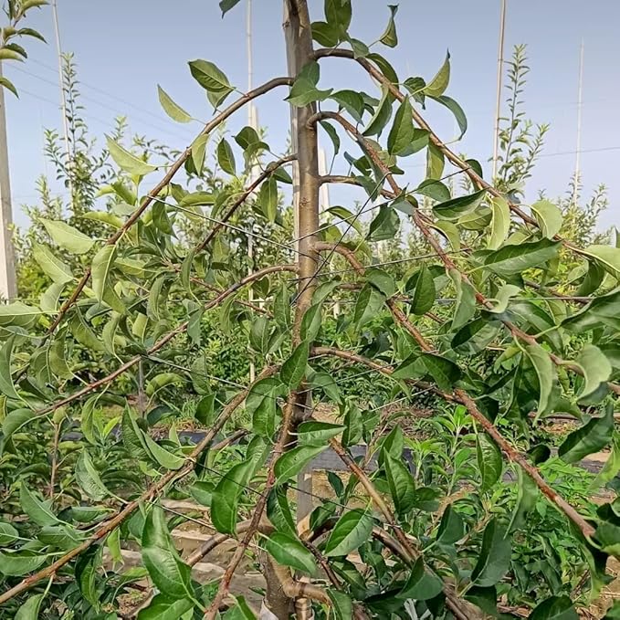 Amazon.com : HHUXIUE 50 Pieces Branch Spreaders for Fruit Trees,Limb ...