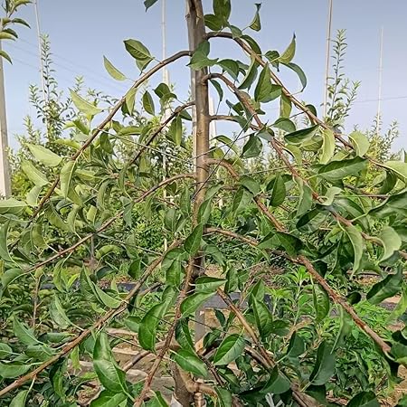 Amazon.com : HHUXIUE 50 Pieces Branch Spreaders for Fruit Trees,Limb ...