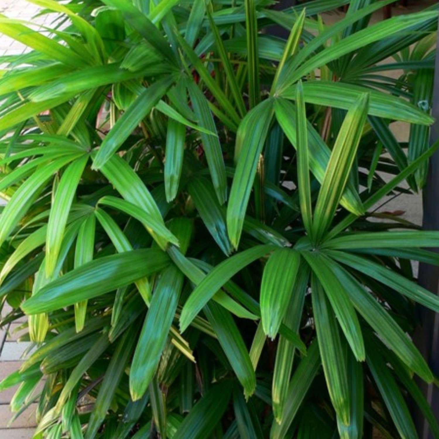 Hug A Plant | Calathea Lutea | Ornamental Live Plant (Home & Garden ...