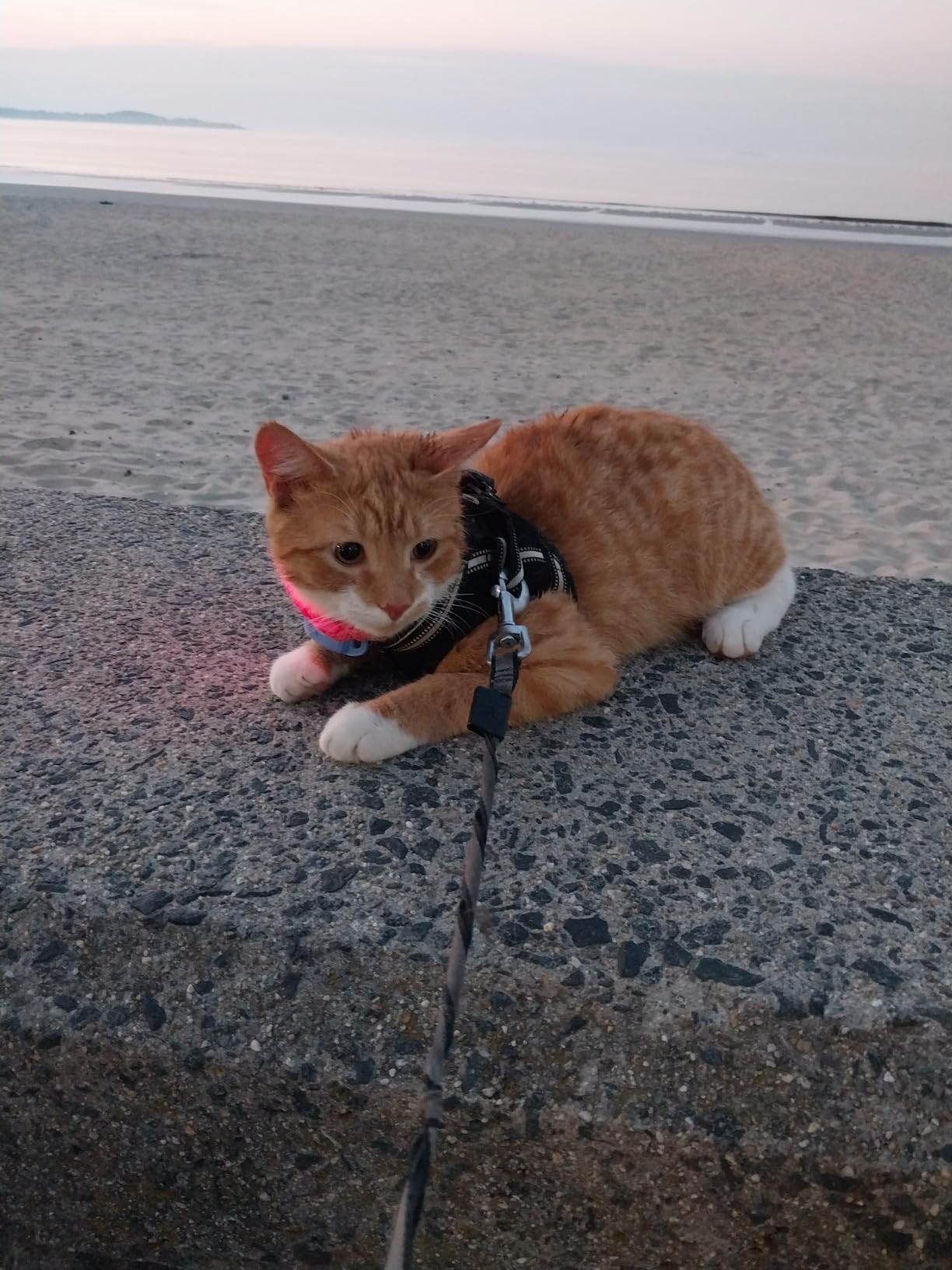 Amazon.com: Tile Mate (2022), and Pet Collar Combo, Bluetooth Tracker ...