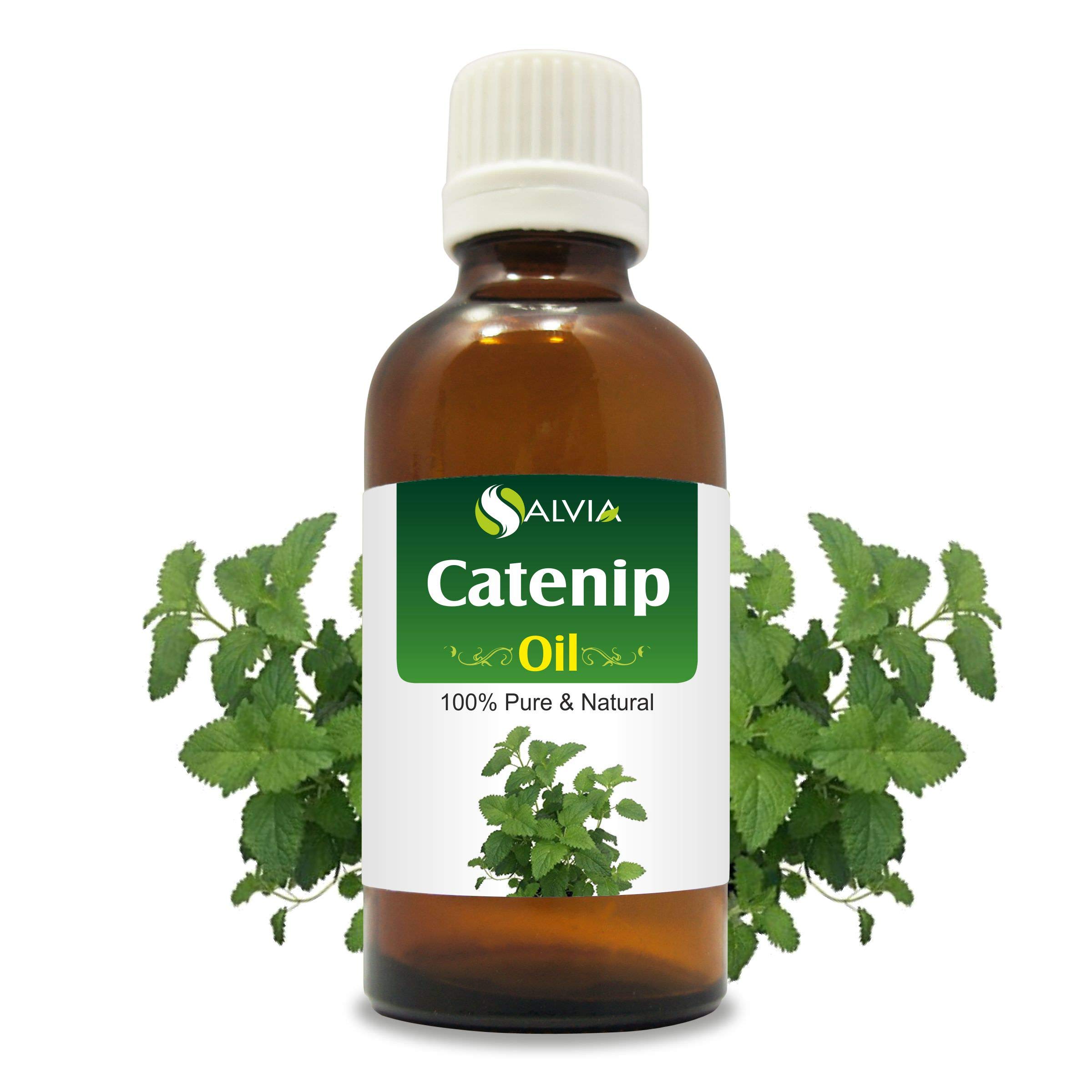 Amazon.com: Catnip (Nepeta cataria) Essential Oil 100% Pure & Natural ...
