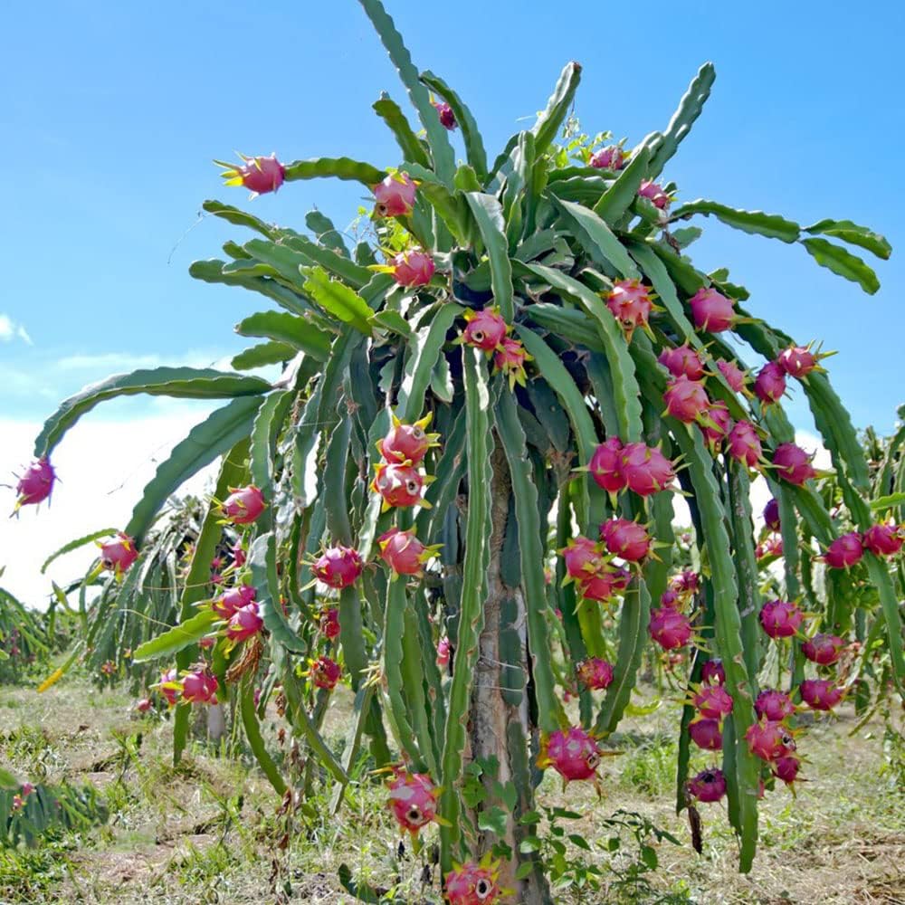 100 Stück rote drachenfrucht samen Pitahaya baum winterfeste pflanzen ...