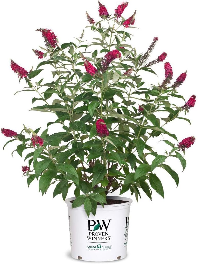 Amazon.com : Dark Red Butterfly Bush Live Shrub Plant - 4" Pot : Patio ...
