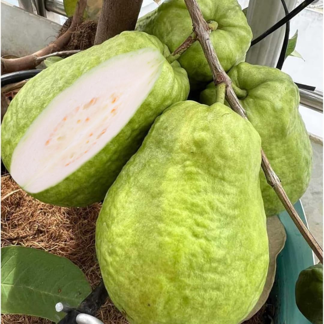 White Guava Tree 1 Gallon White Guava Trees / Arbolitos De Guayaba