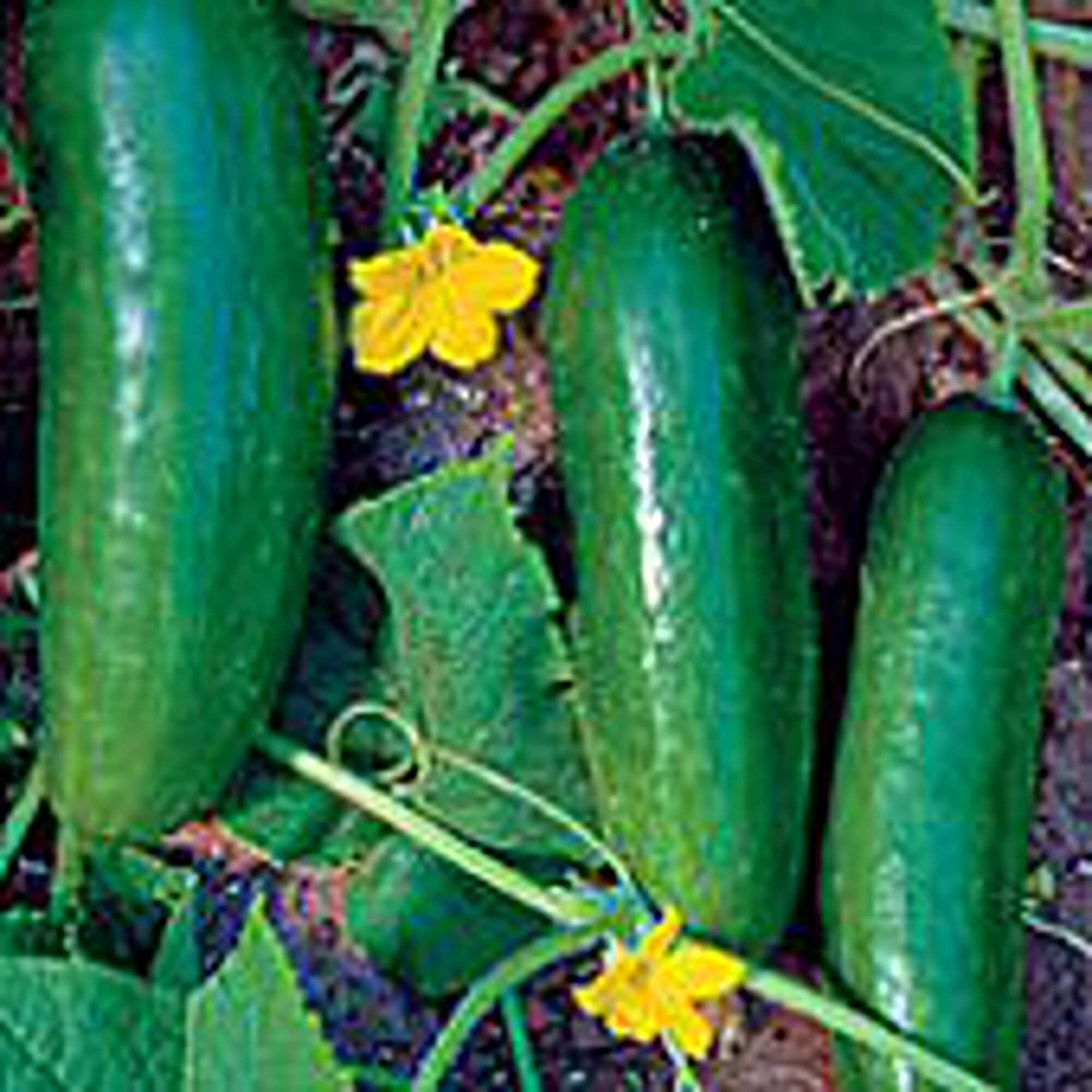 Amazon.com : Persian Middle East Cucumber Seeds (50 Seed Packet)(Non ...