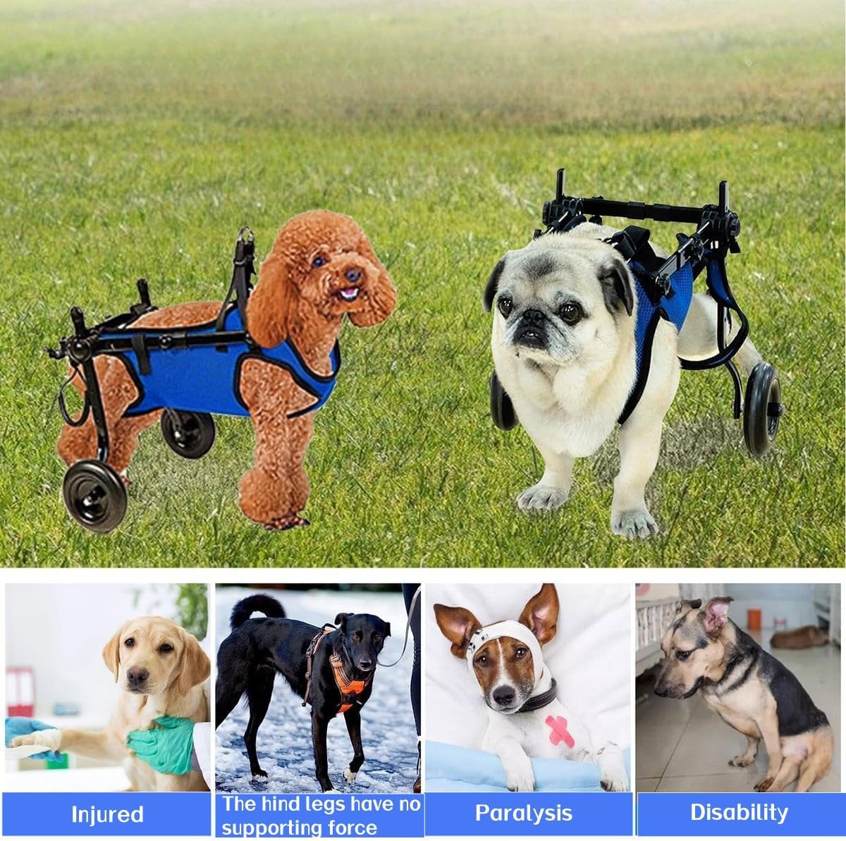 Adjustable Lightweight Dog Wheelchair for Back Legs Barbados | Ubuy