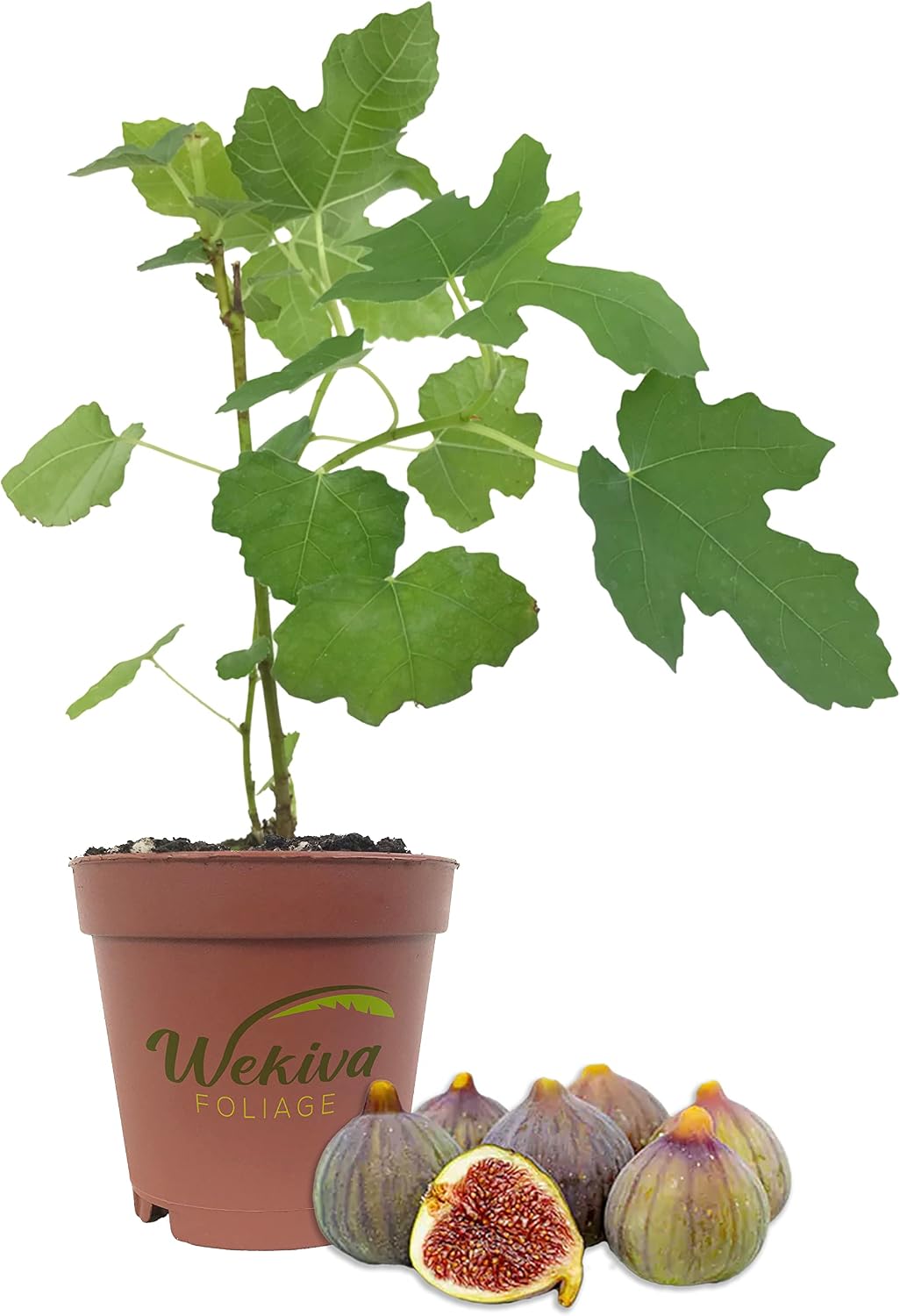 Amazon.com : Celeste Fig Tree - Live Plant in a 2 Inch Pot - Ficus ...