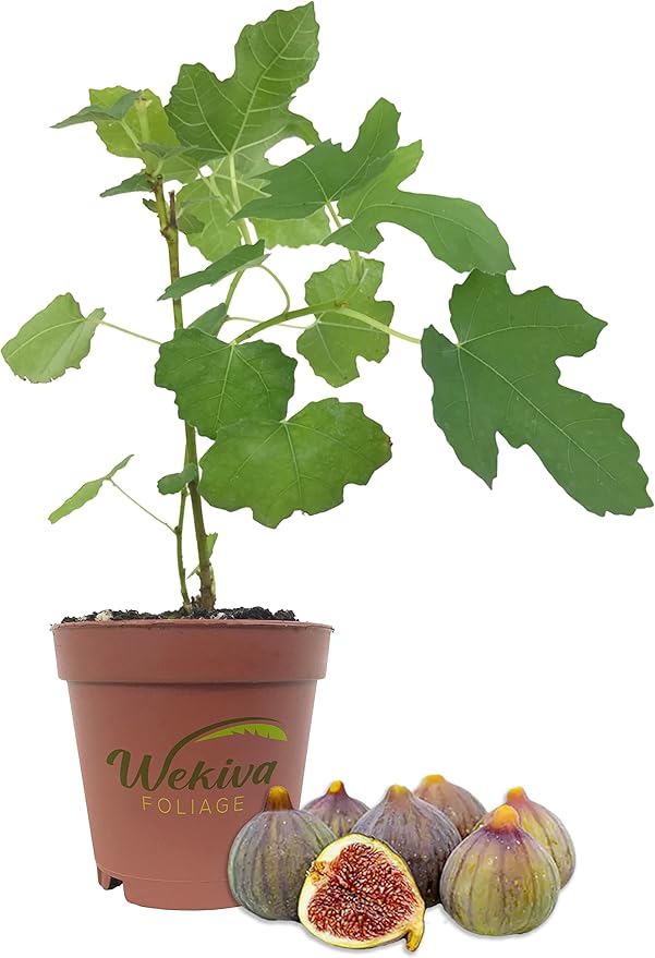 Amazon.com : Celeste Fig Tree - Live Plant in a 2 Inch Pot - Ficus ...