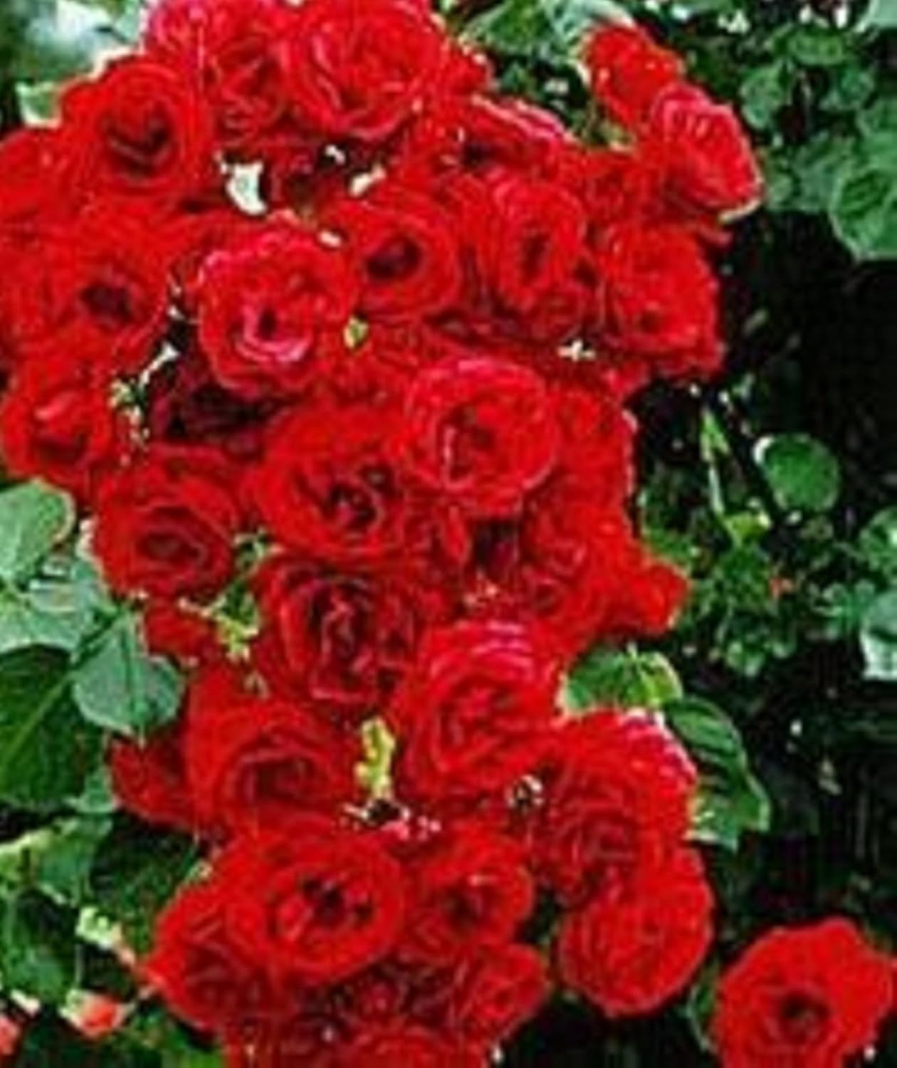 Buy Beautiful Red Climbing Rose Seeds Online at Low Prices in India ...
