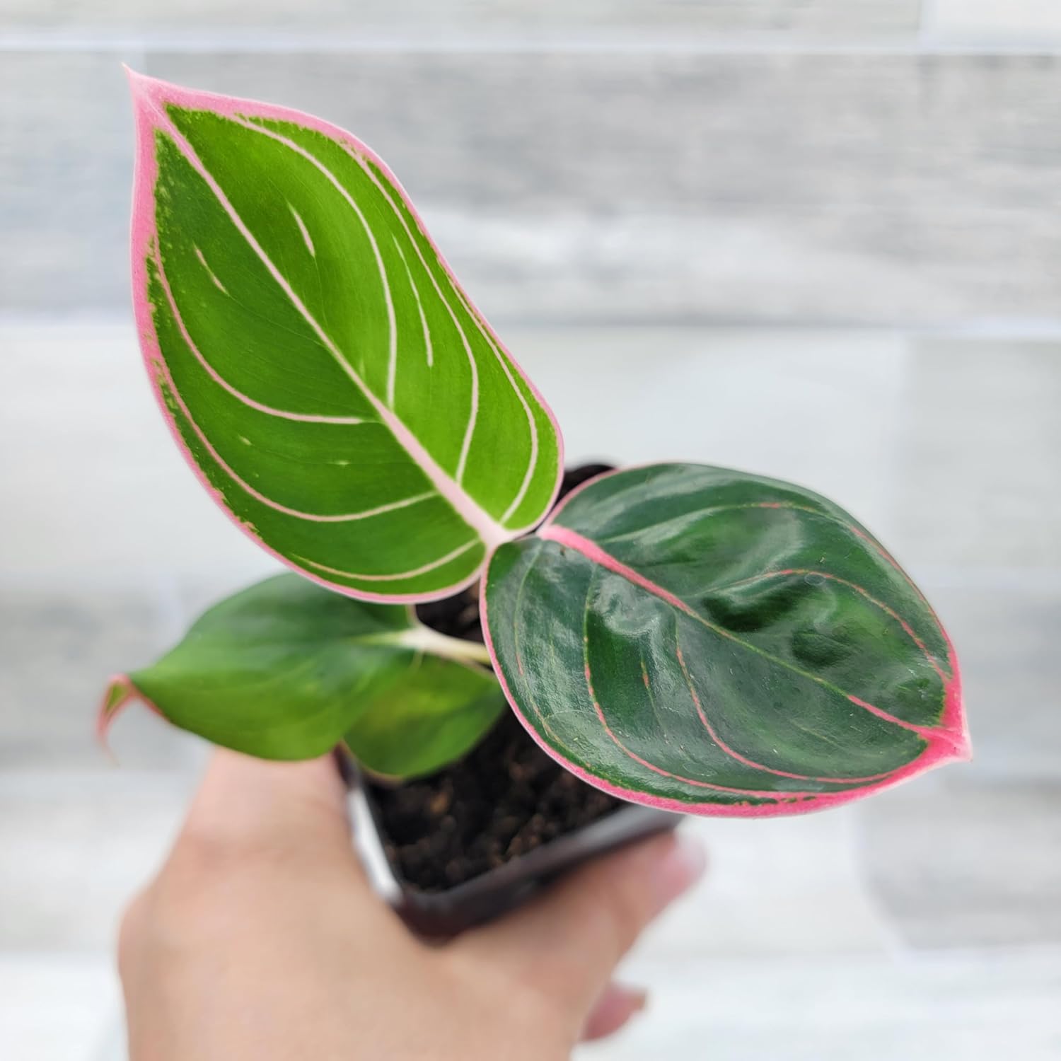 Amazon.com : Aglaonema Khanza Pink – Chinese Evergreen, Lush Foliage ...
