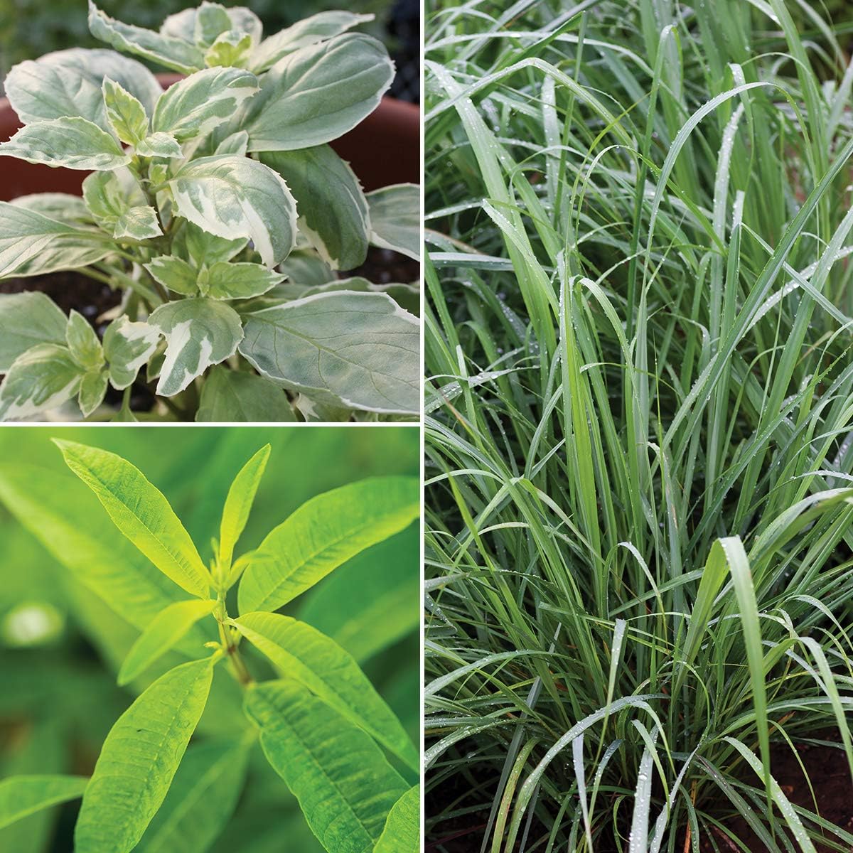 Amazon.com : Burpee Basil Lemonade' Herb Collection (Pesto Perpetuo ...