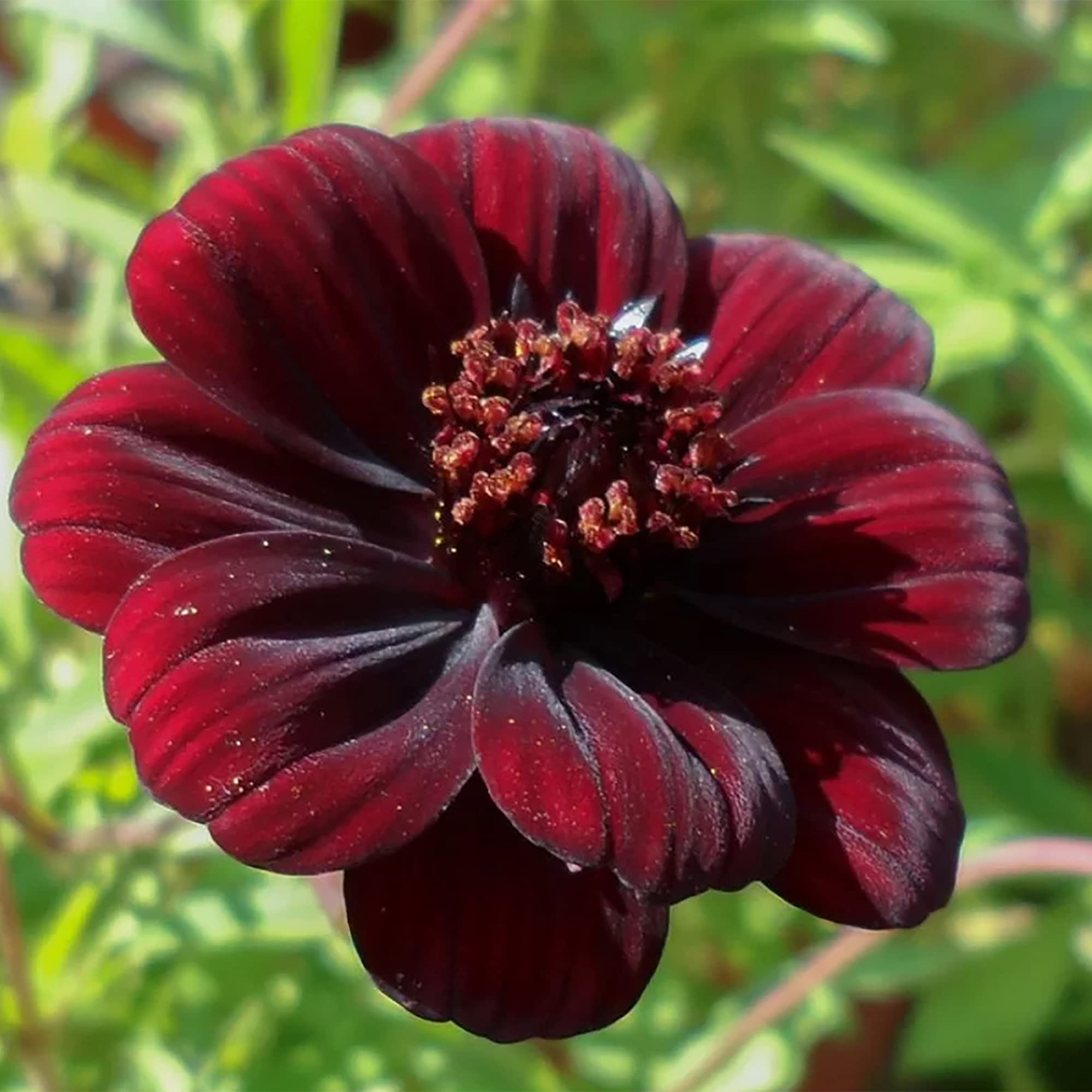 Chocolate Cosmos Flower Bouquet
