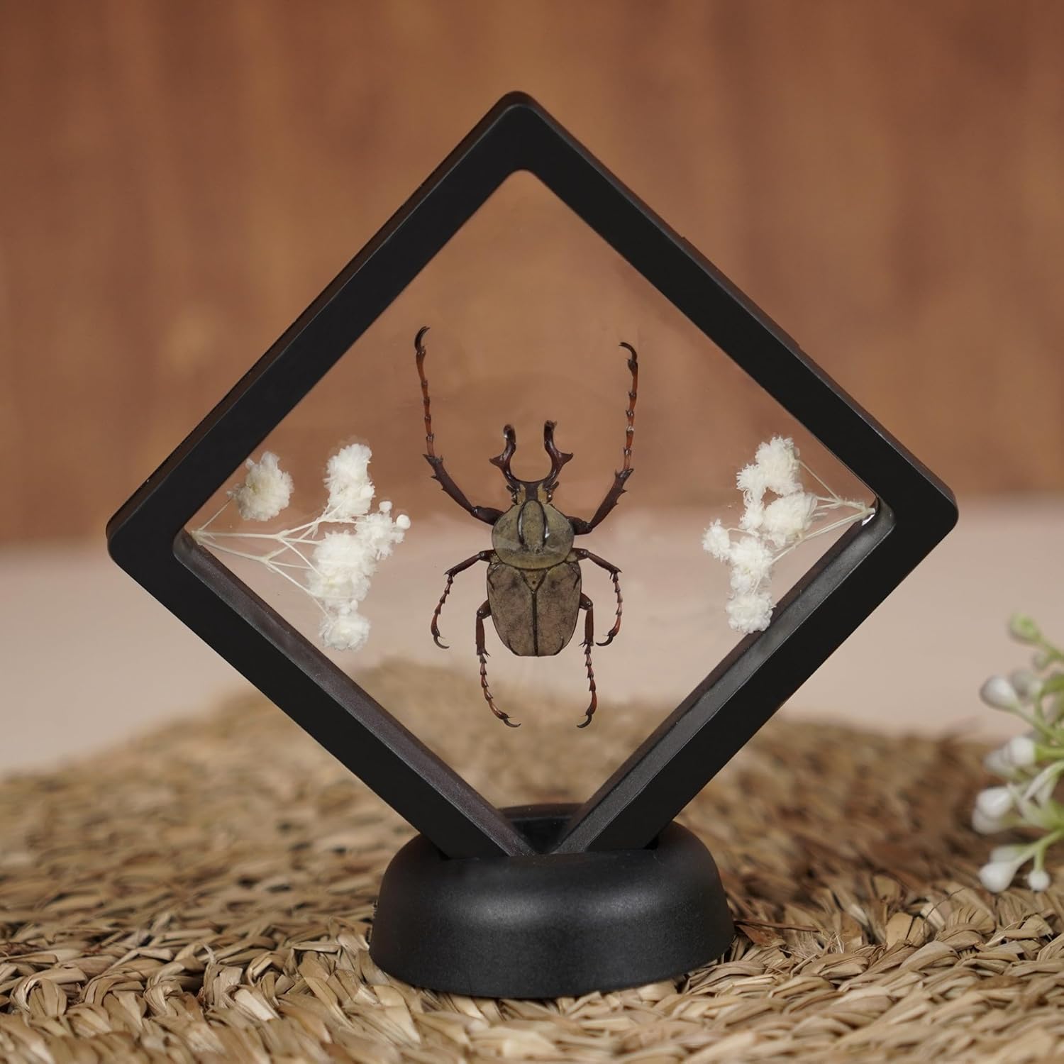 Amazon.com - Real Beetle Insect Frame Taxidermy Dried Specimen ...