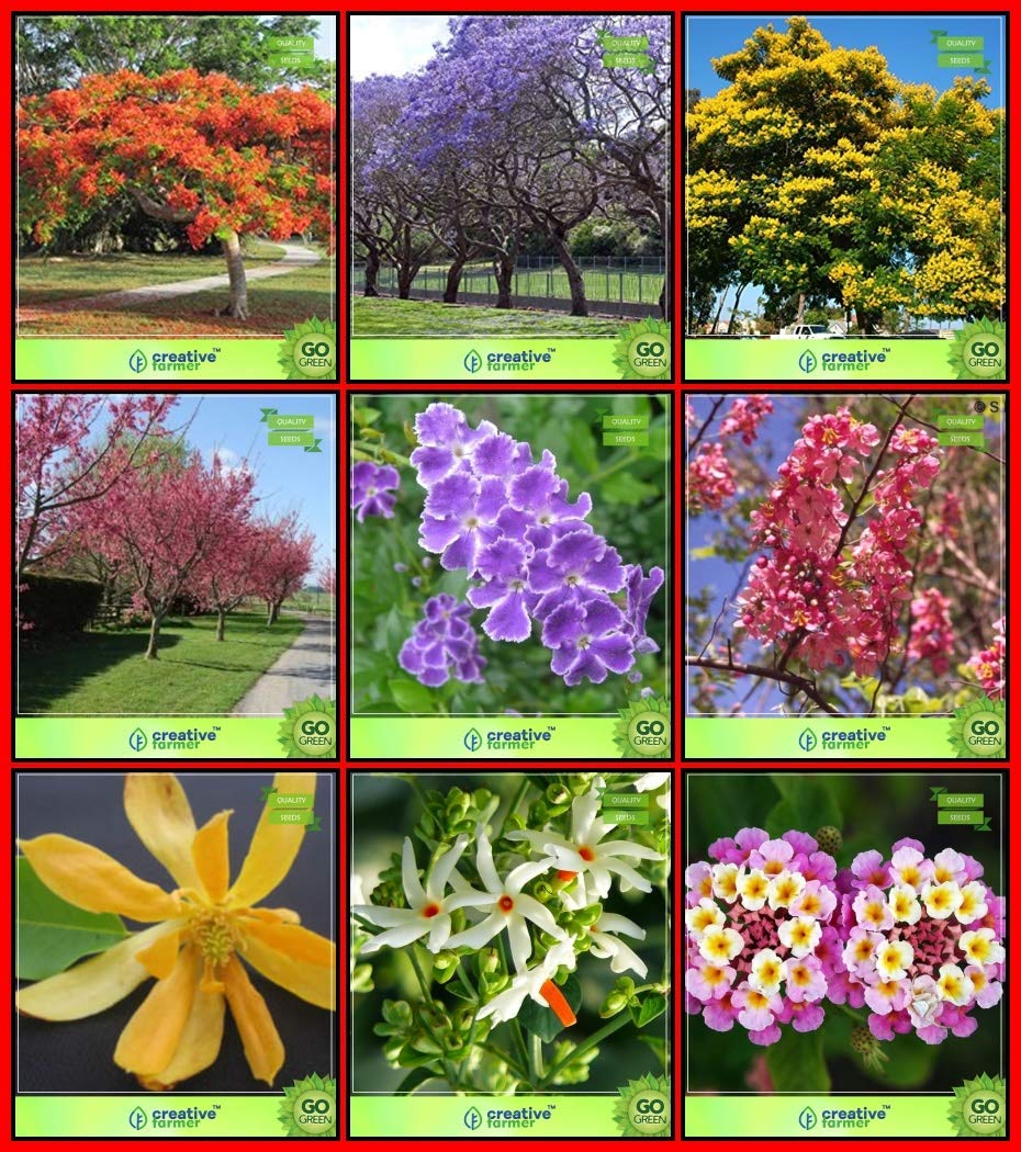 Buy OhhSome Combo Tree : Blue Jacaranda, Delonix Regia, Copperpod ...